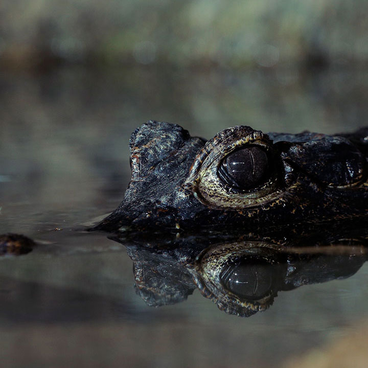 Congo River - River Wonders