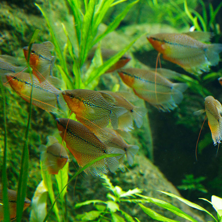 River Gems - River Wonders