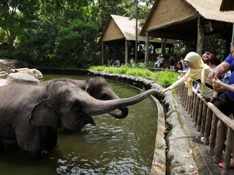 Elephants of Asia - Singapore Zoo