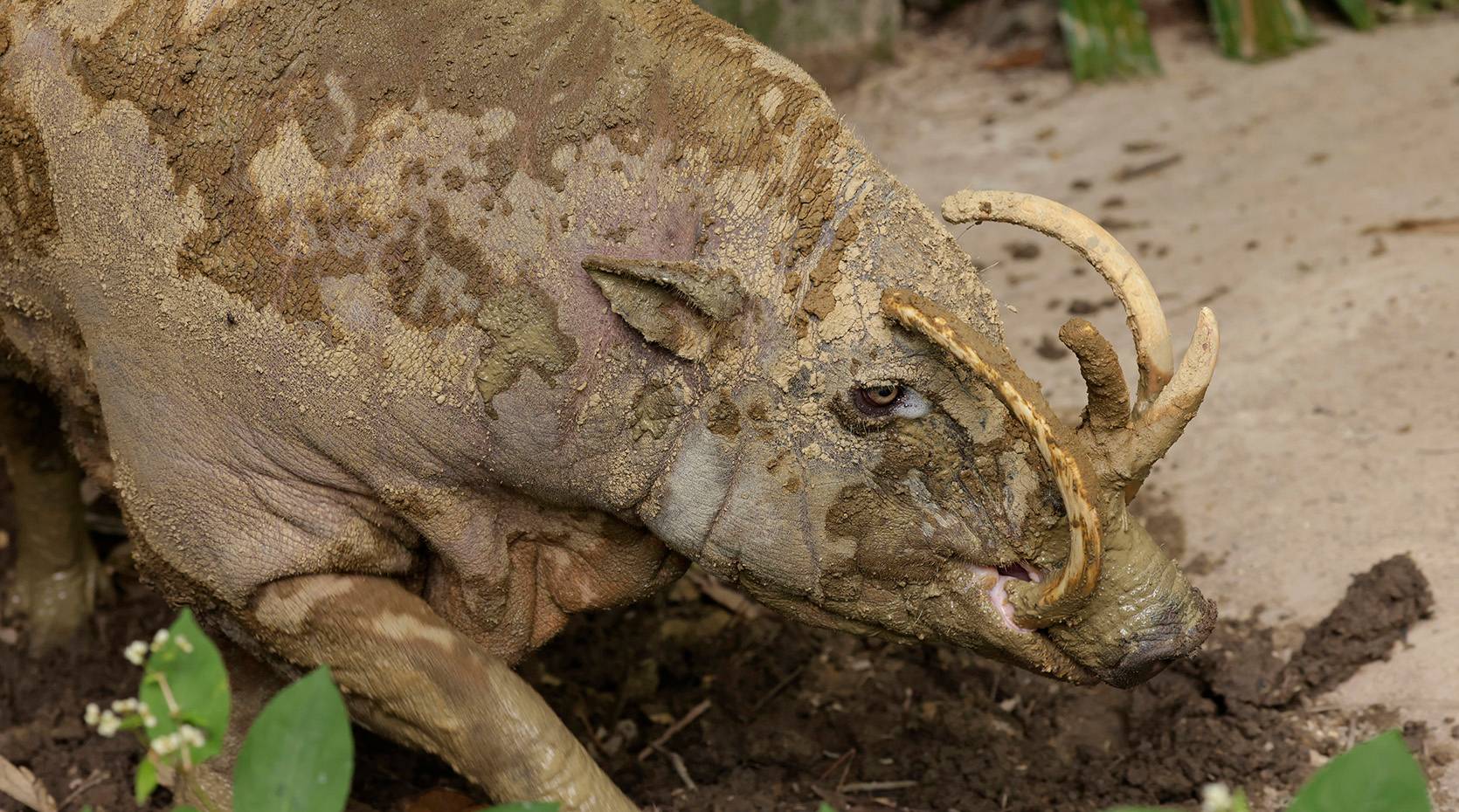 Babirusa - Singapore Zoo