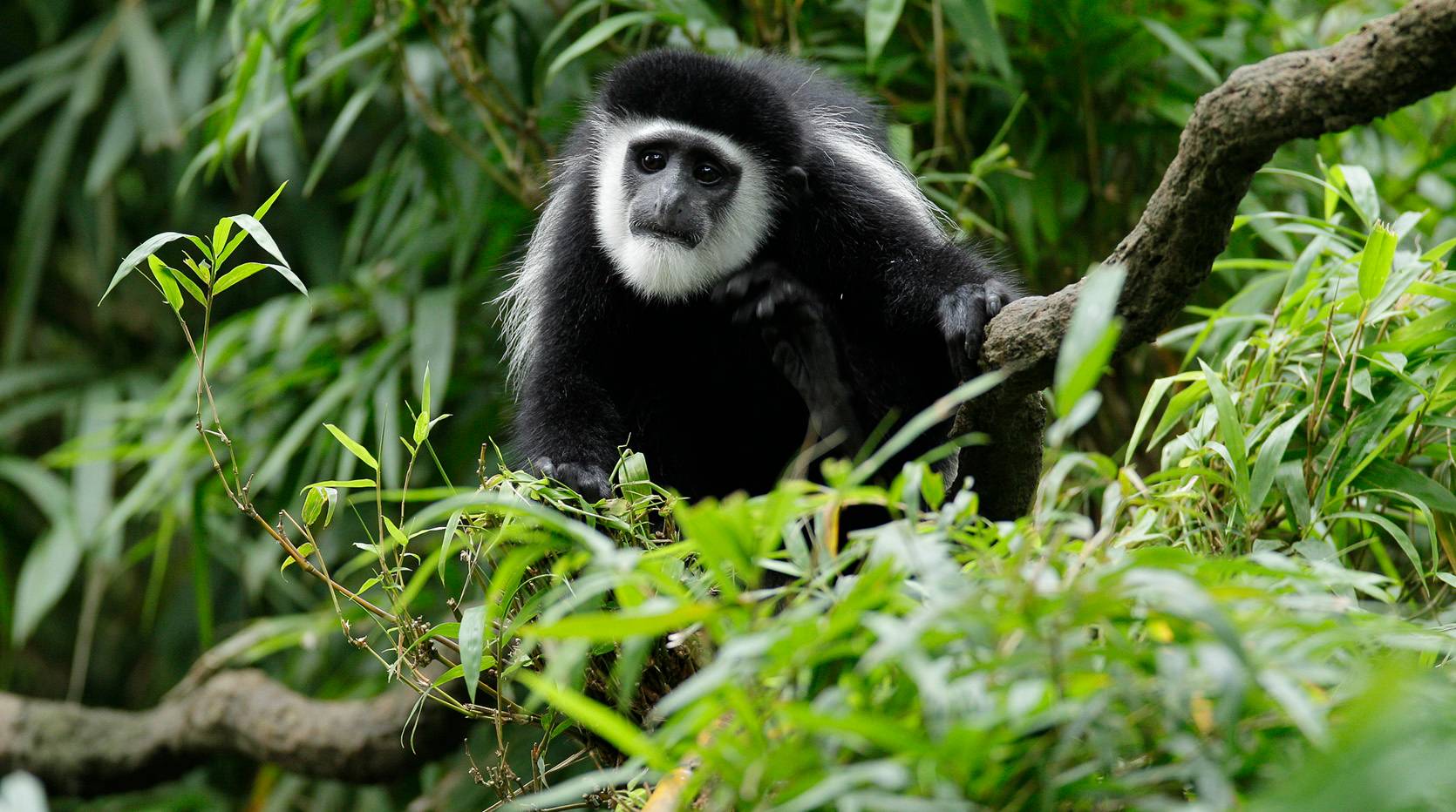 Black White Colobus Monkey - Singapore Zoo