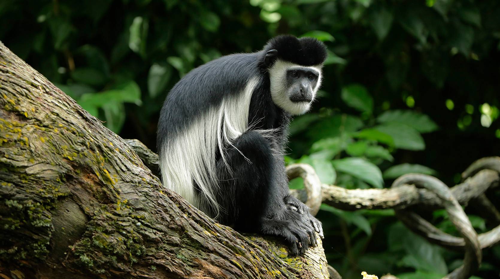 Black White Colobus Monkey - Singapore Zoo