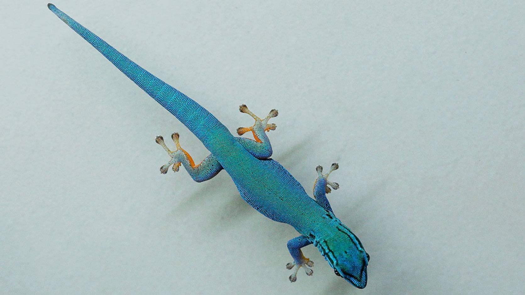 Electric Blue Gecko - Singapore Zoo