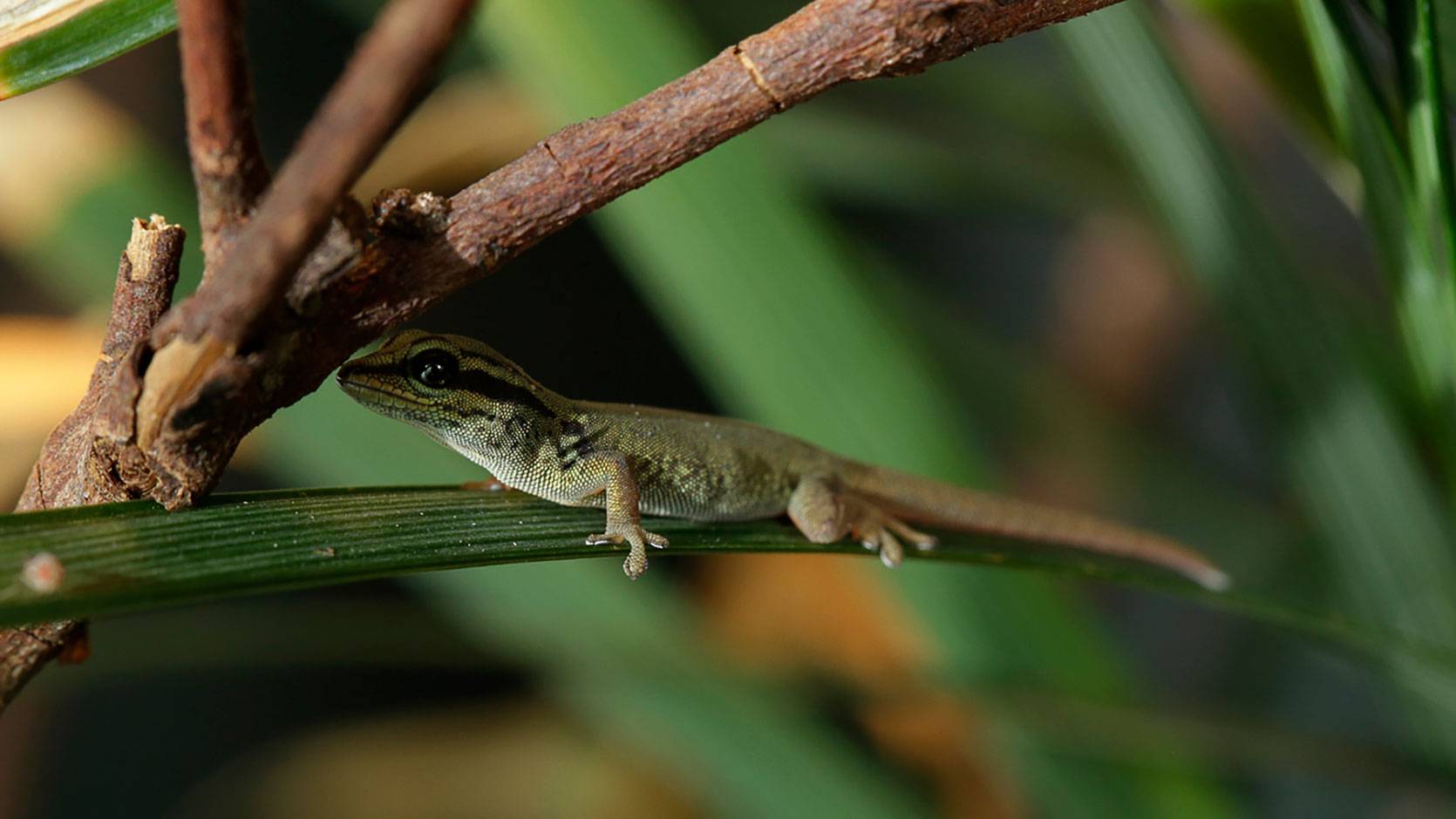 Electric Blue Gecko - Singapore Zoo