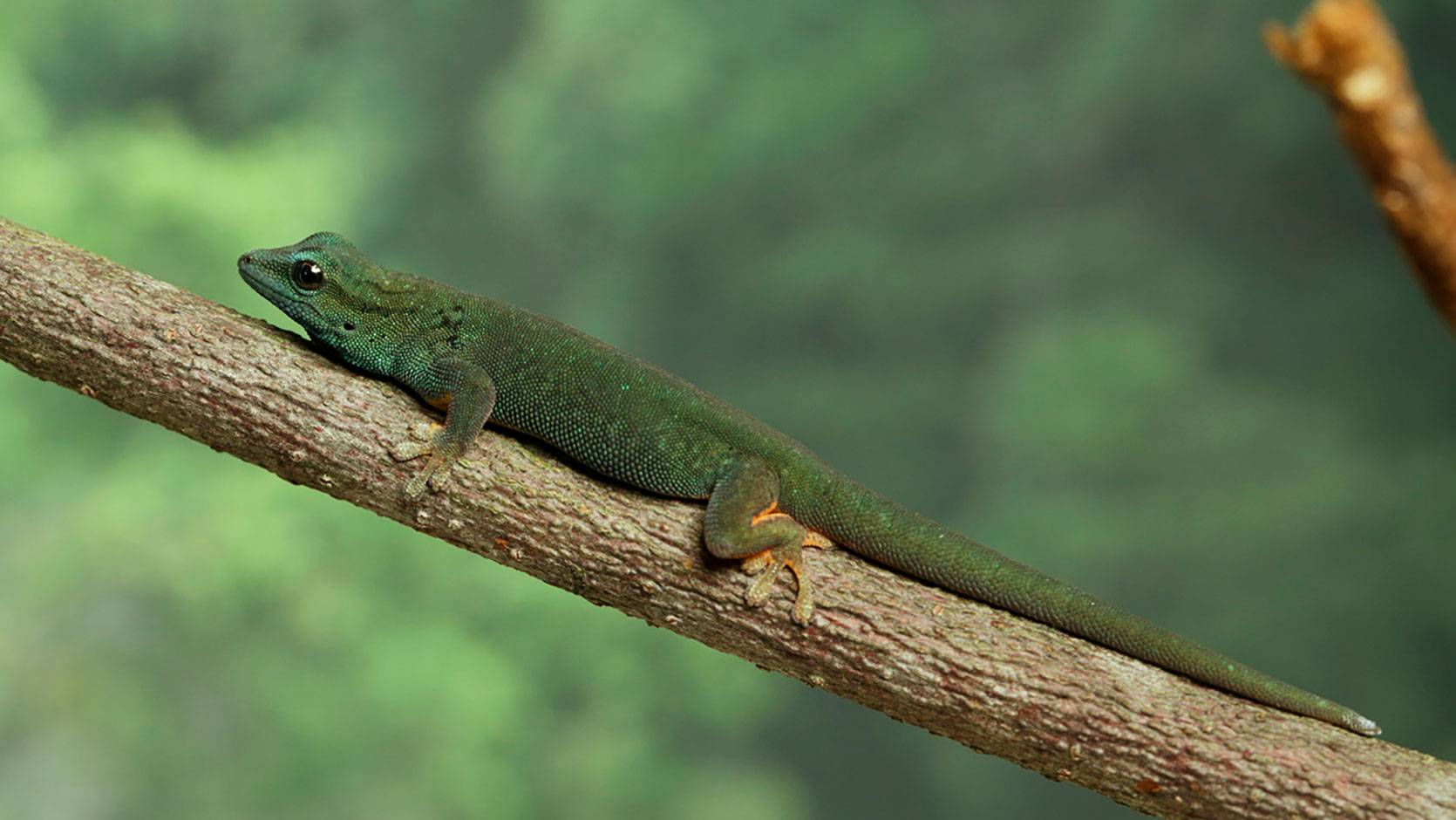 Electric Blue Gecko - Singapore Zoo
