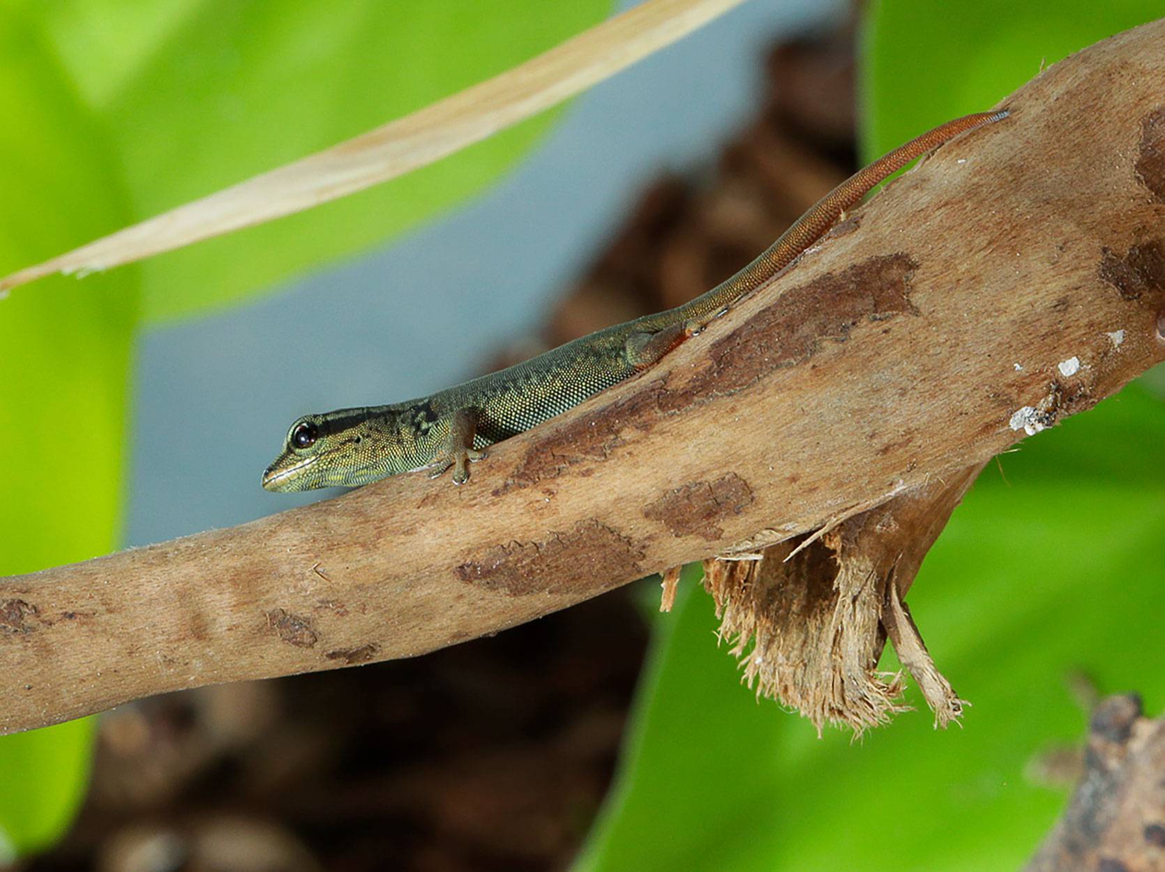 Electric Blue Gecko - Singapore Zoo