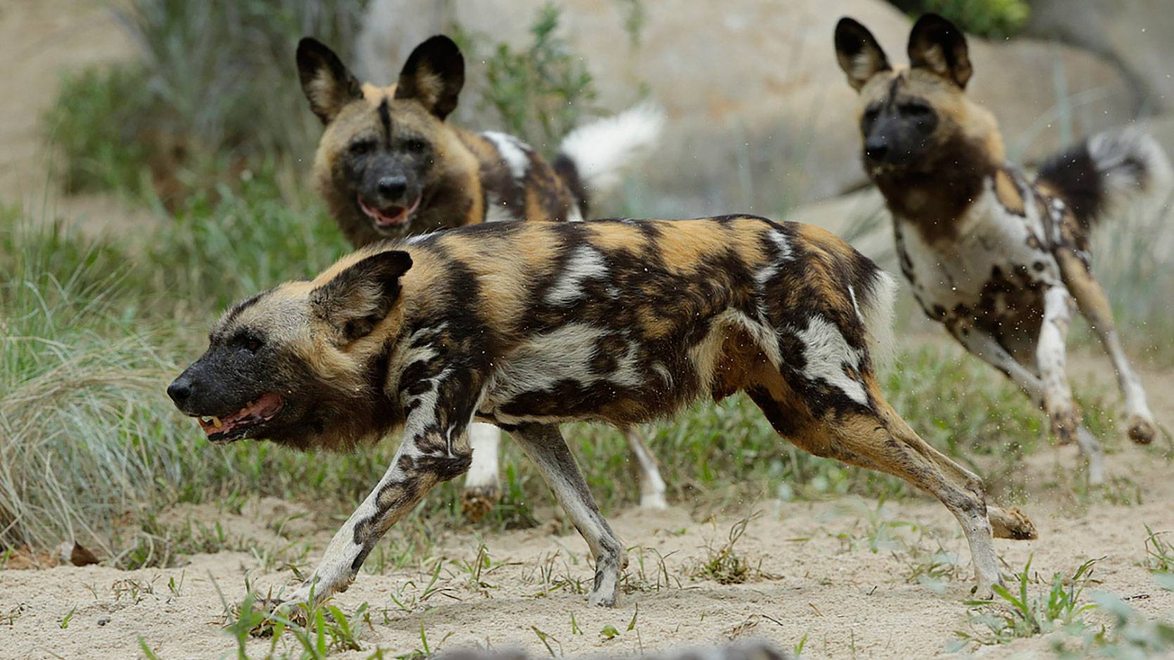 African Painted Dog - Singapore Zoo