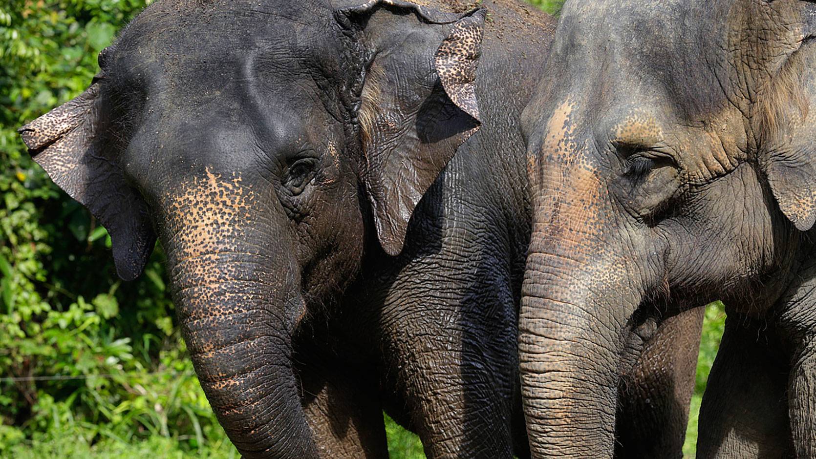 Asian Elephant - Singapore Zoo