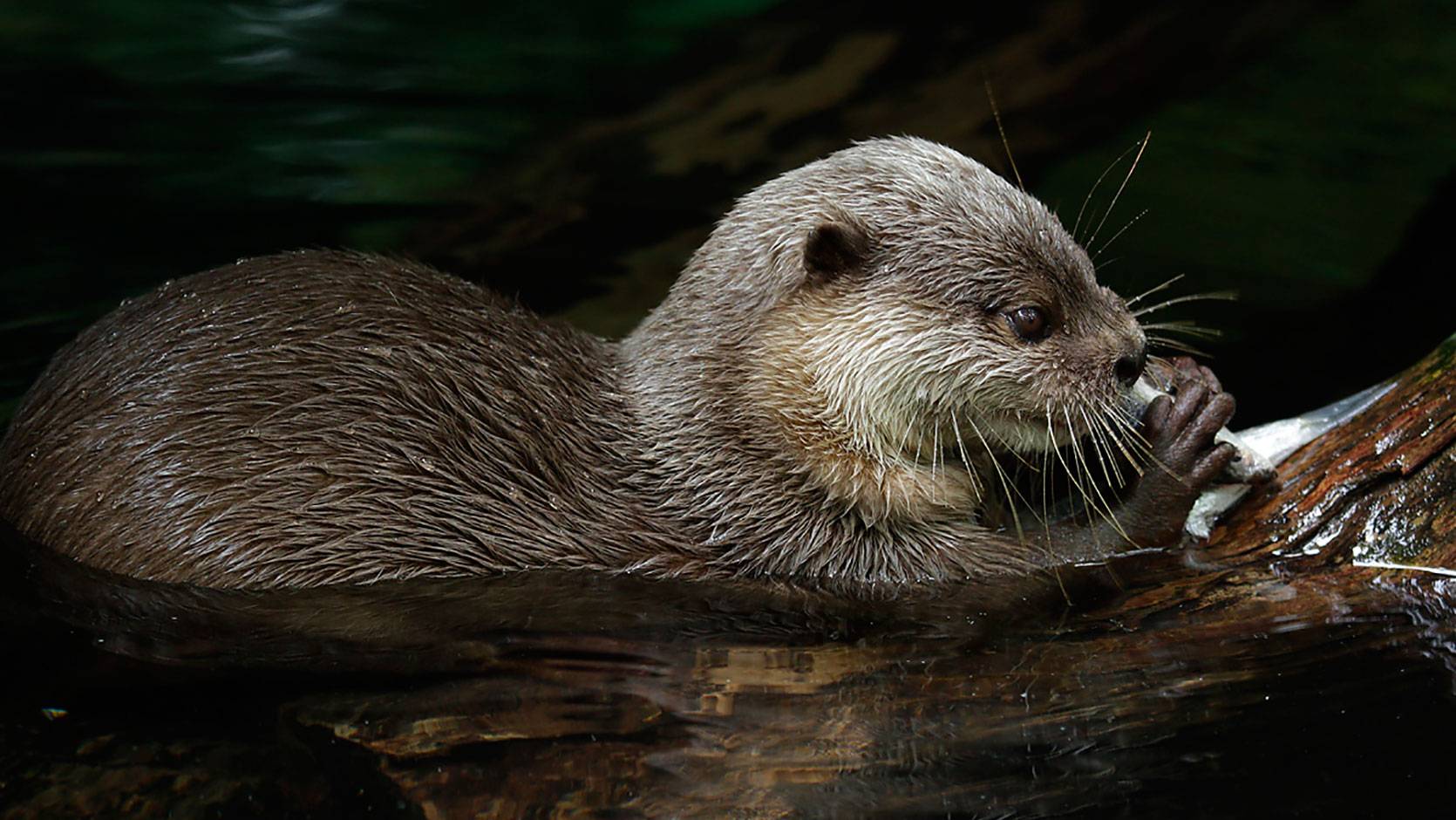 Asian Small-clawed Otter - Singapore Zoo