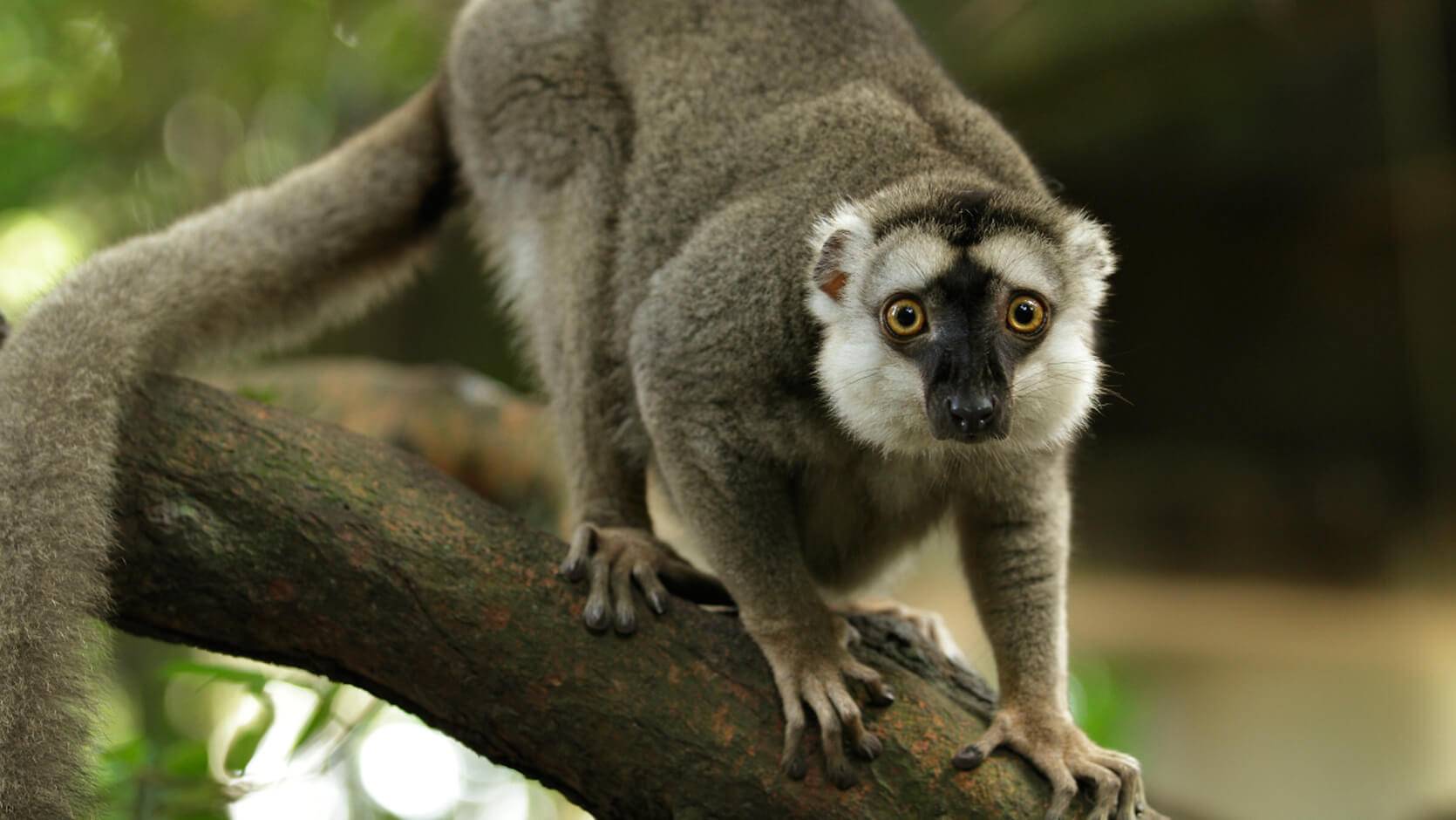 Brown Lemur - Singapore Zoo