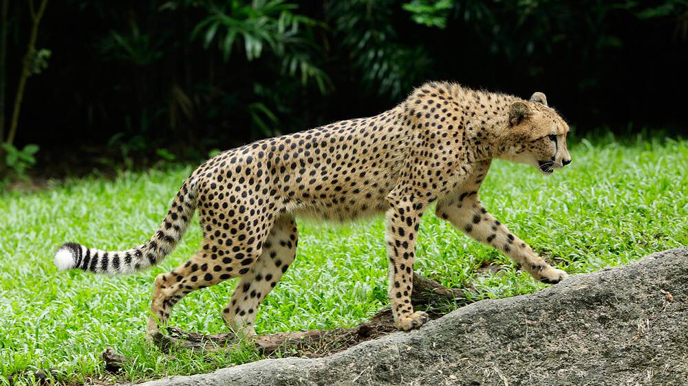 Cheetah - Singapore Zoo