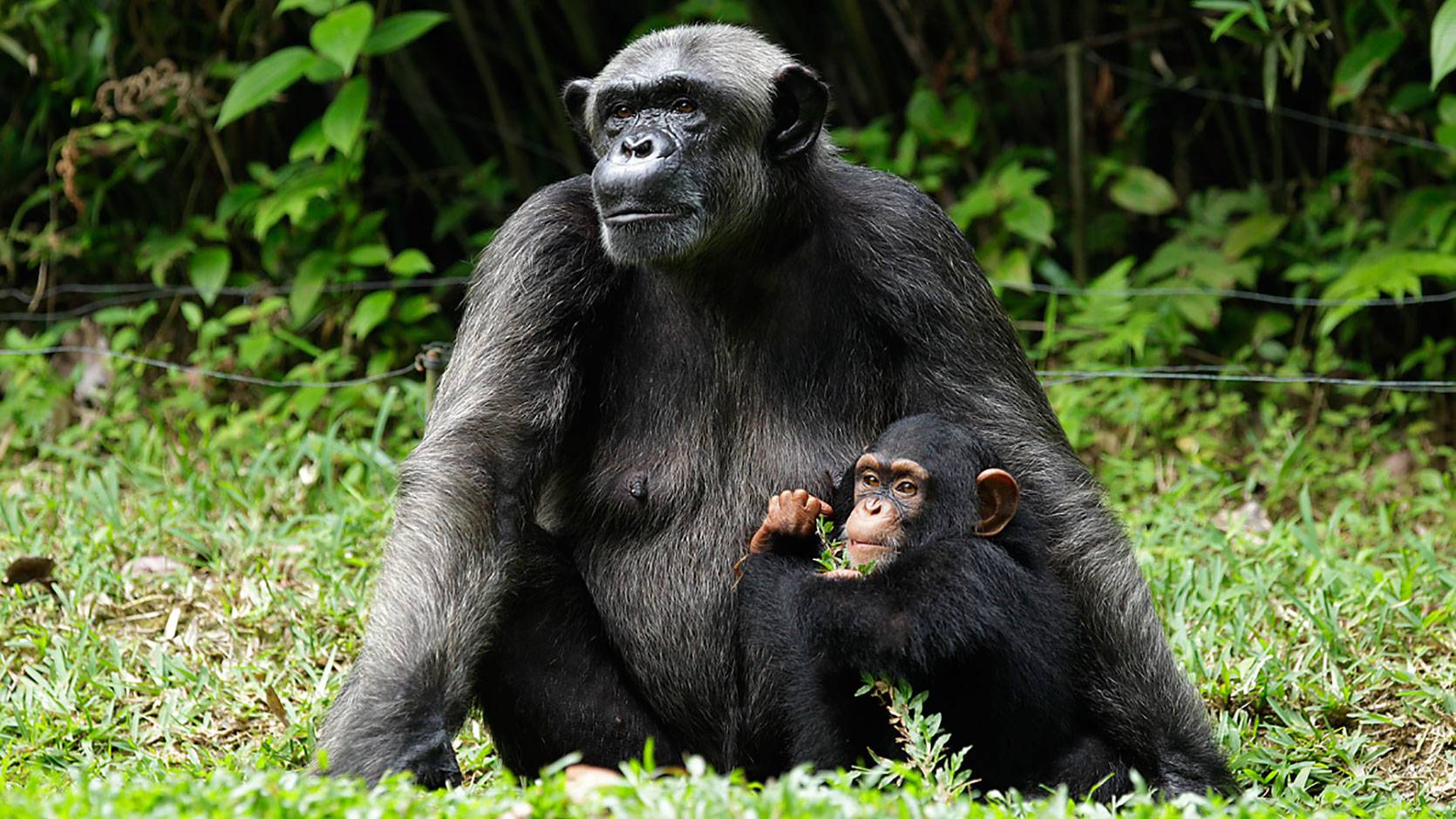 Chimpanzee - Singapore Zoo