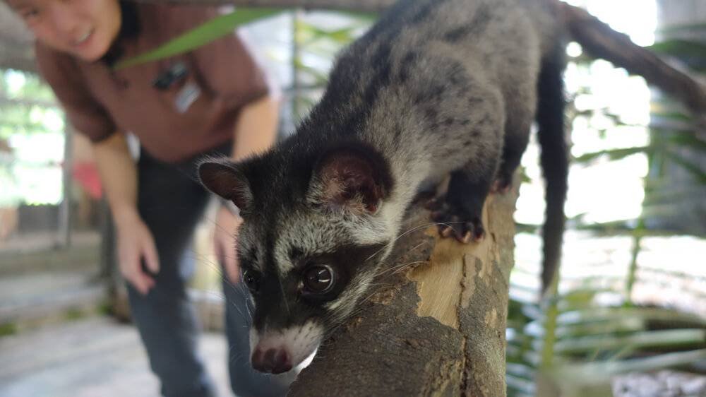 Common Palm Civet - Night Safari