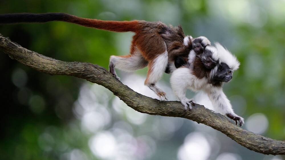 Cotton-Top Tamarin - Singapore Zoo