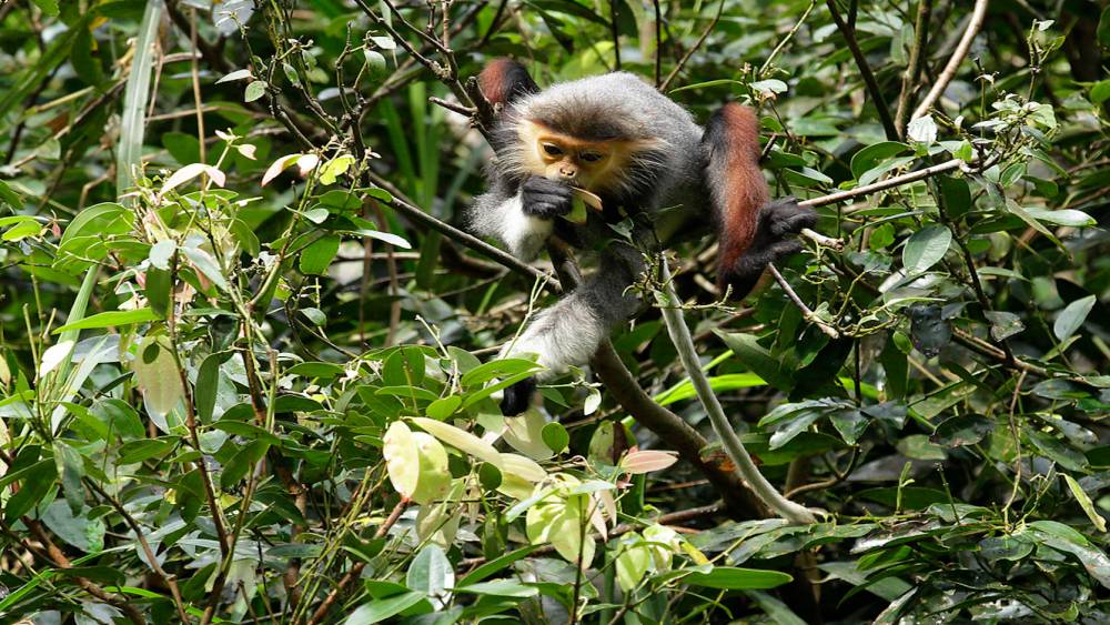 Douc Langur - Singapore Zoo