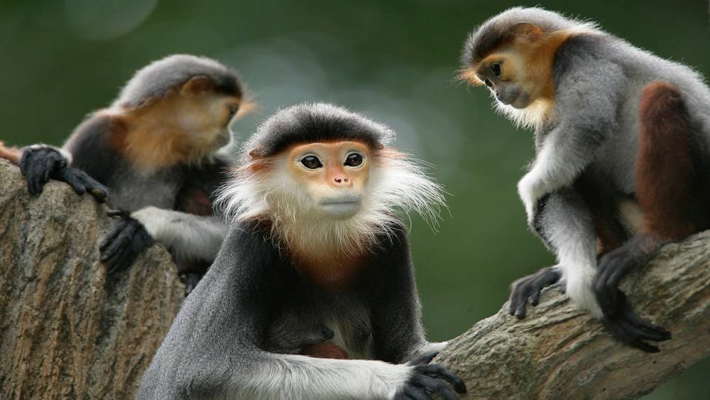 Douc Langur - Singapore Zoo