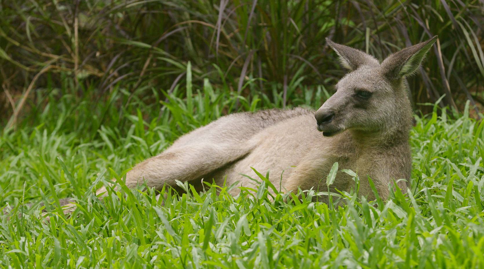 Eastern Grey Kangaroo - Singapore Zoo