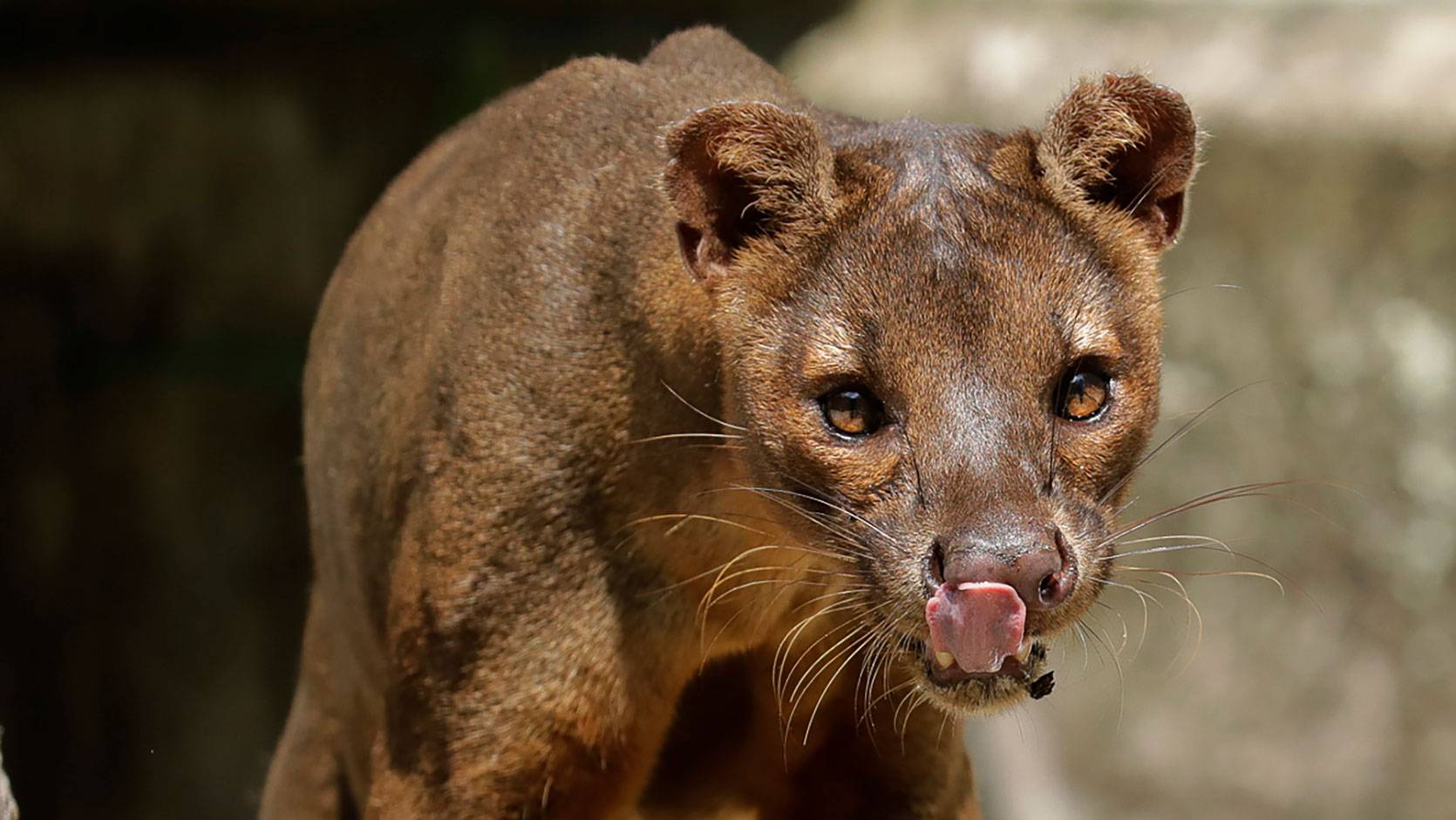 Fossa - Singapore Zoo