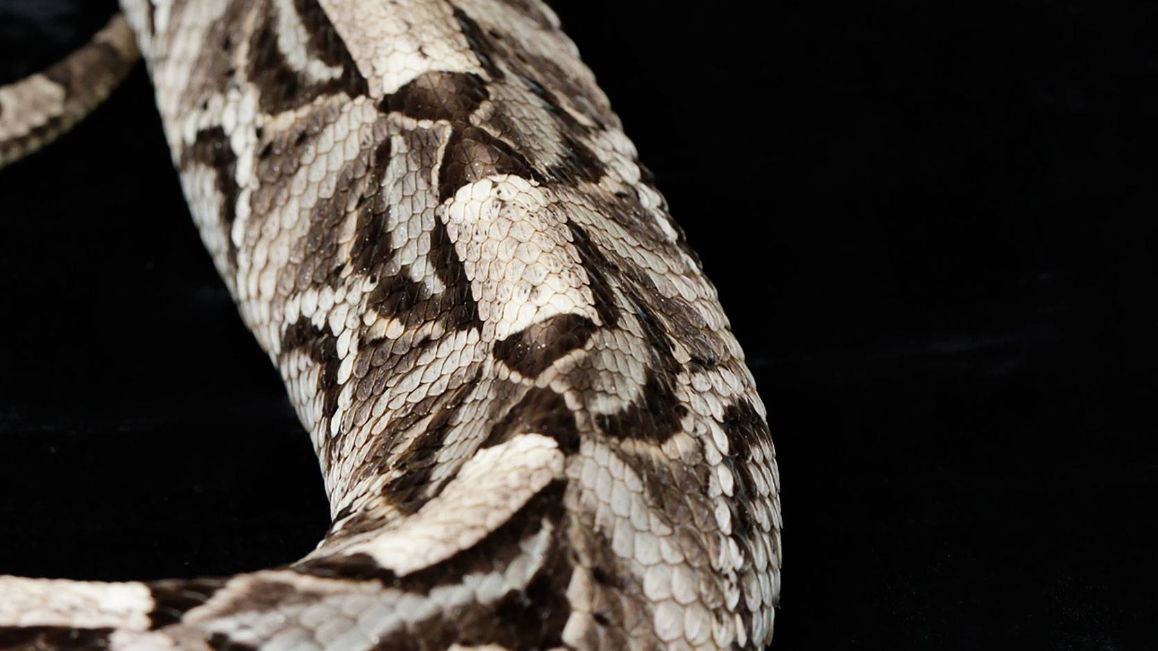 Gaboon Viper - Singapore Zoo
