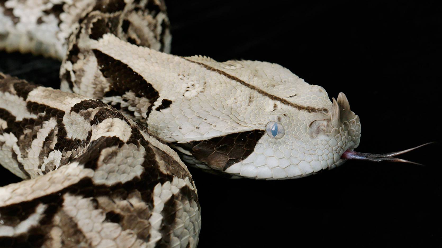Gaboon Viper - Singapore Zoo