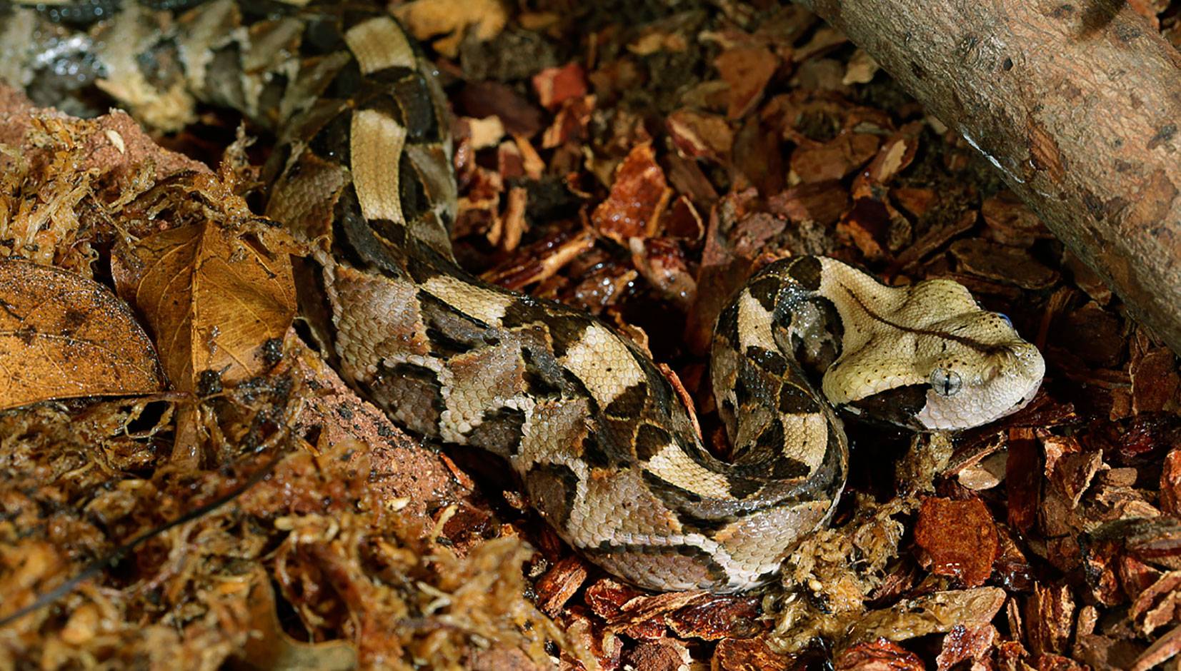 Gaboon Viper - Singapore Zoo