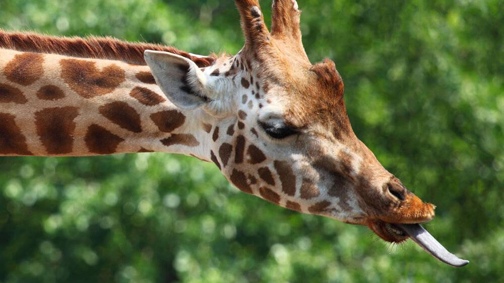 Giraffe - Singapore Zoo