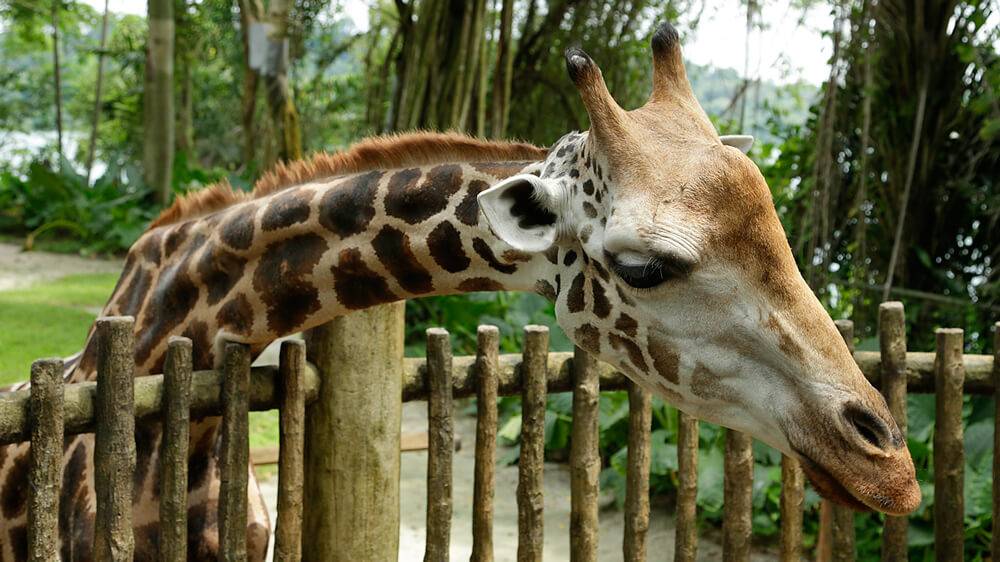 Giraffe - Singapore Zoo