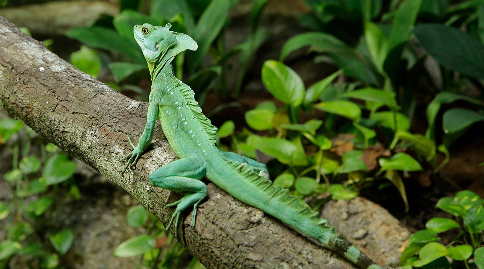 Green Basilisk - Singapore Zoo