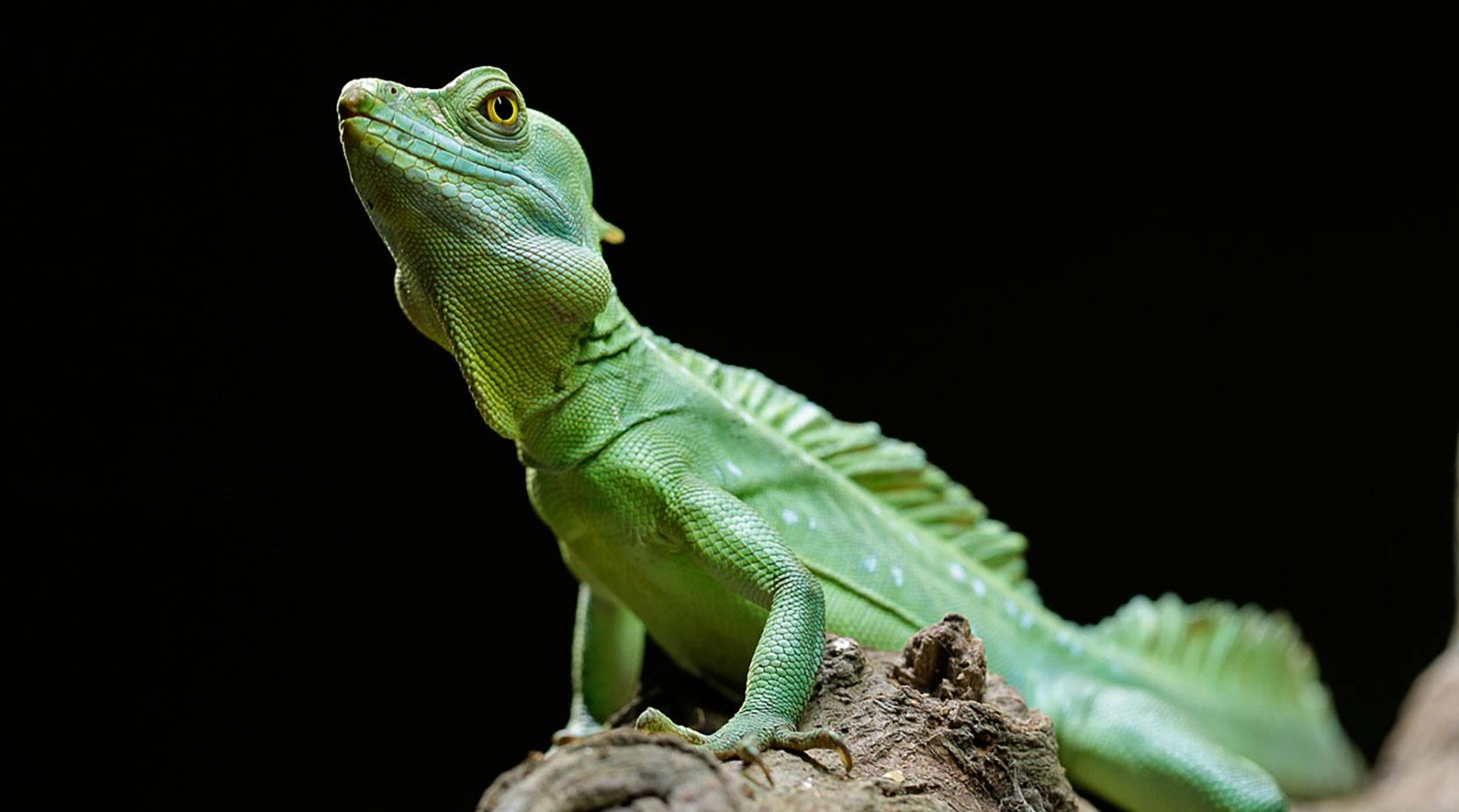 Green Basilisk - Singapore Zoo