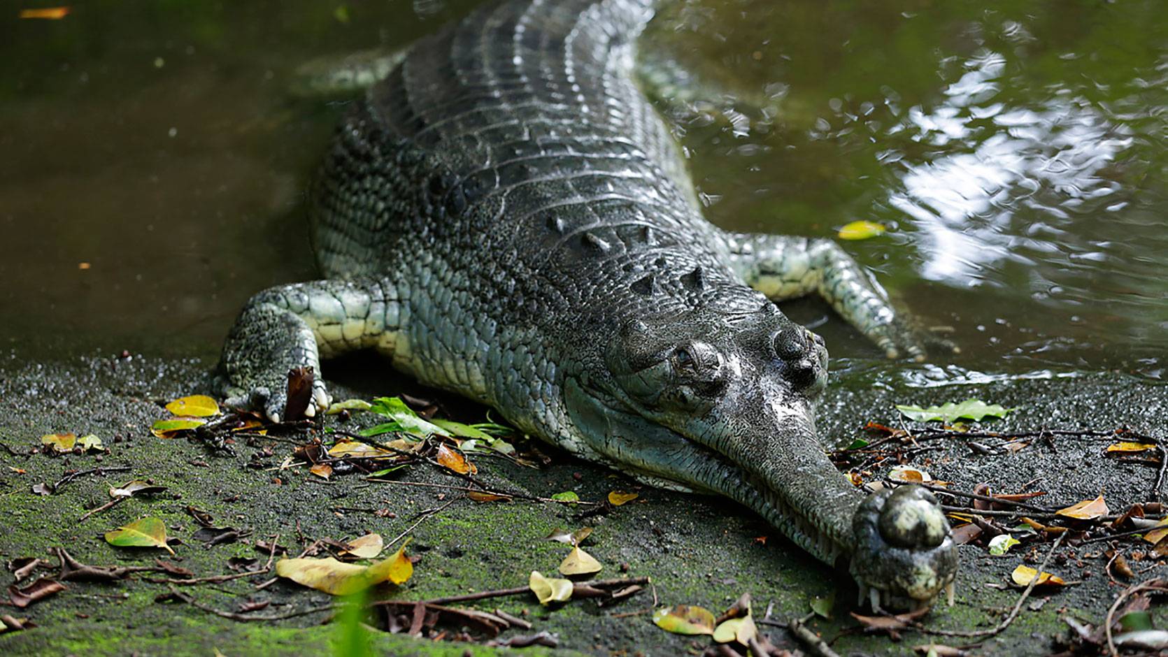 Indian Gharial - Singapore Zoo