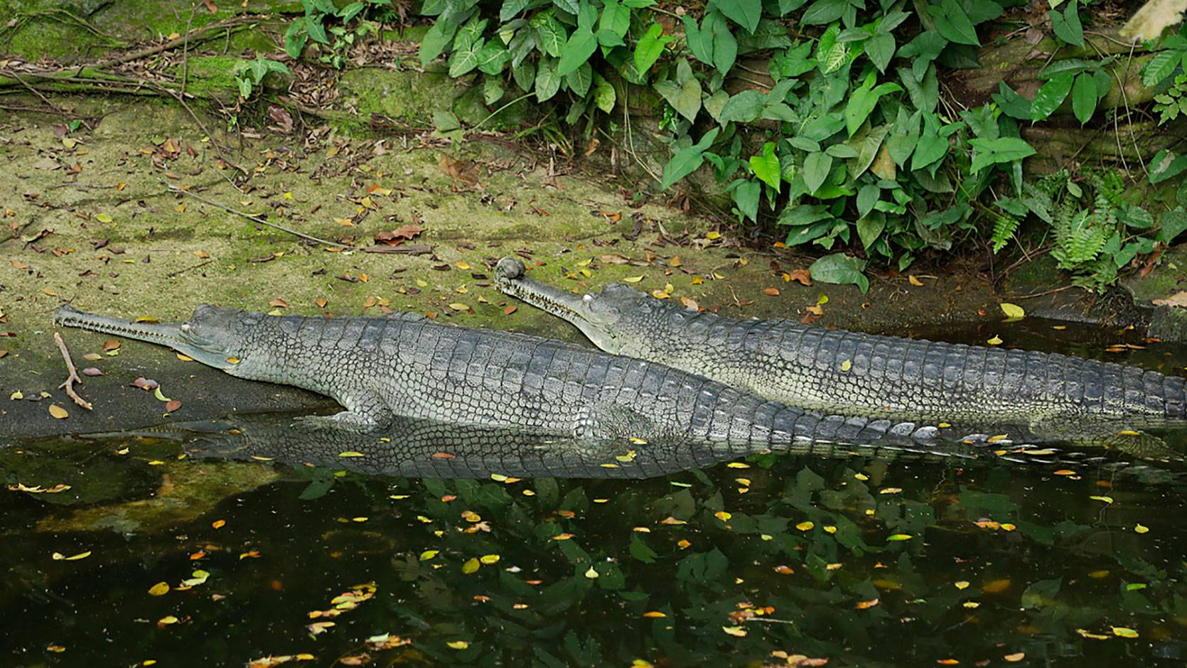 Indian Gharial - Singapore Zoo