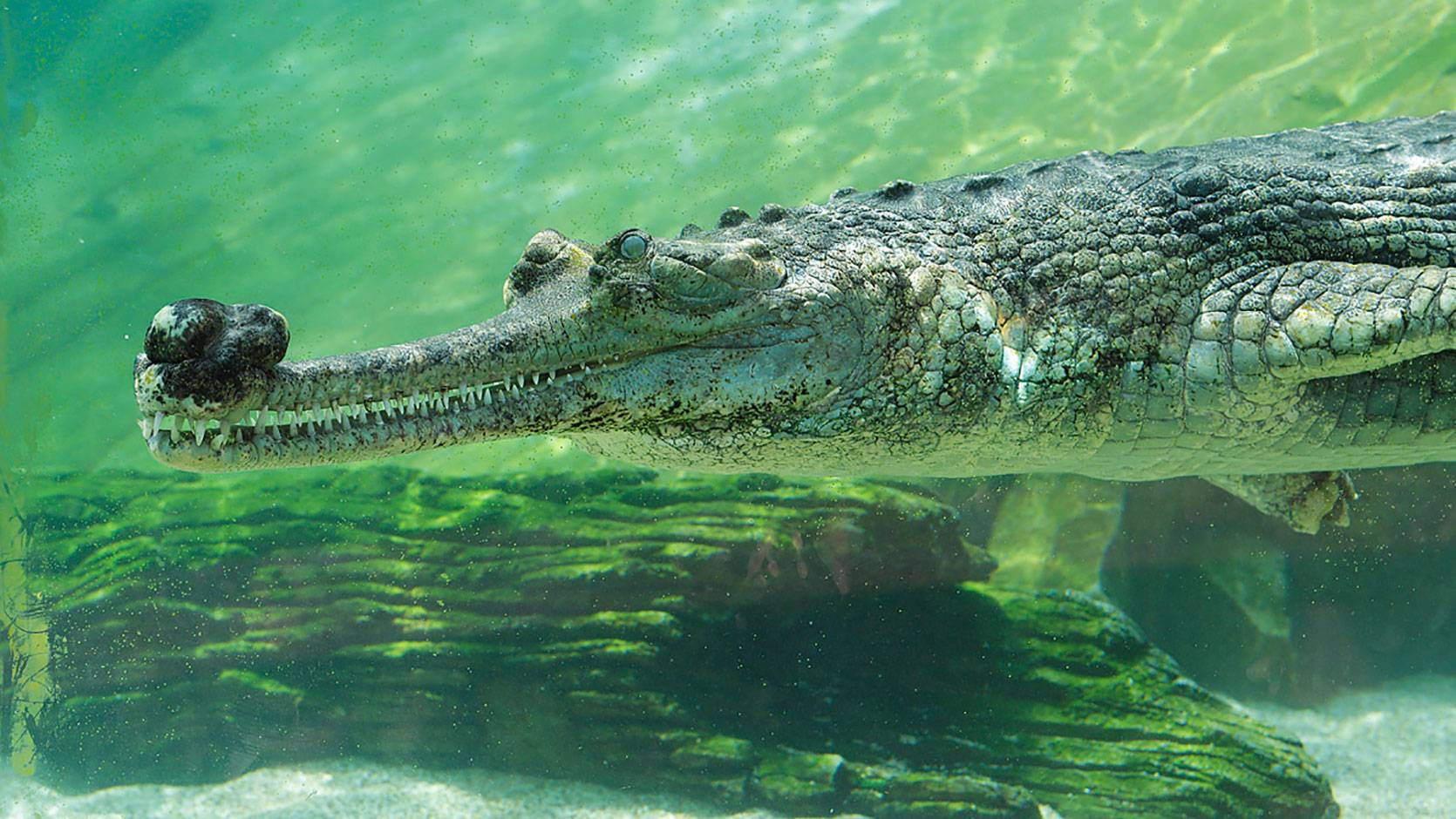 Indian Gharial - Singapore Zoo