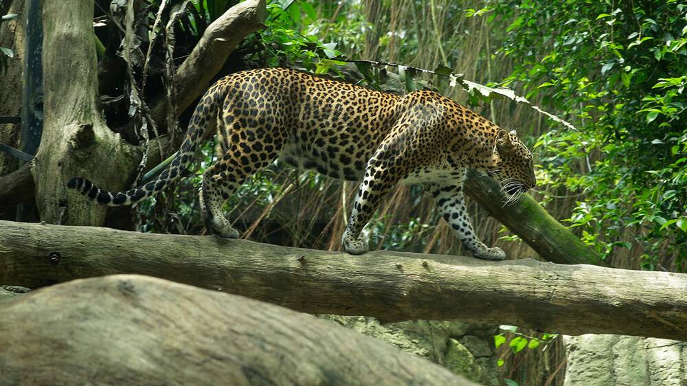 Leopard - Singapore Zoo