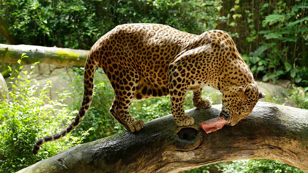 Leopard - Singapore Zoo