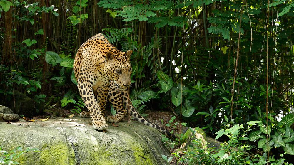 Leopard - Singapore Zoo