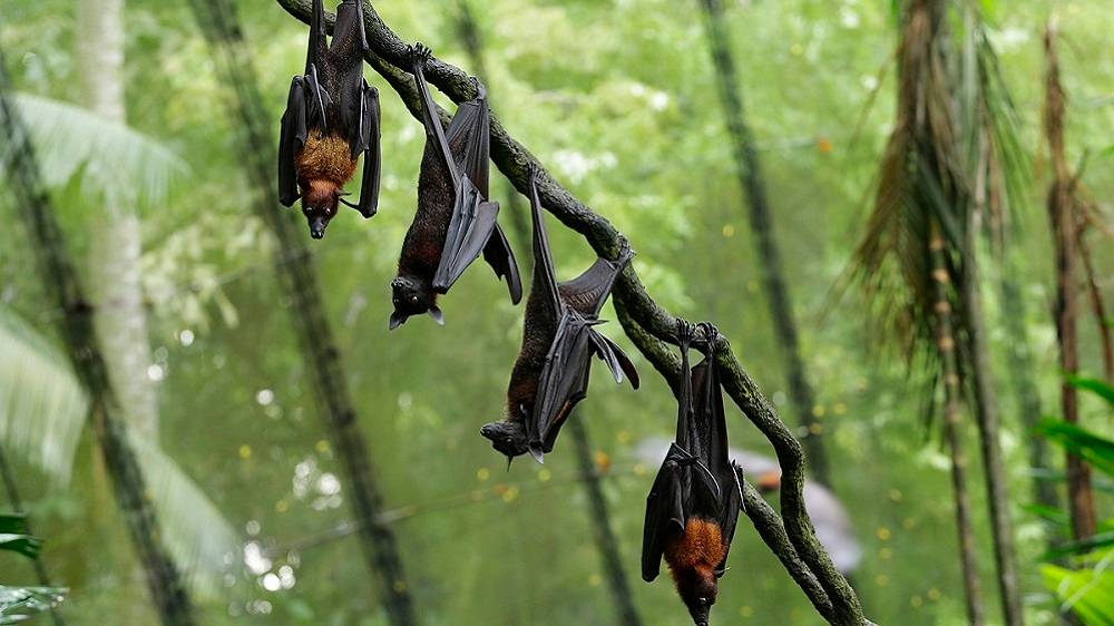 Malayan Flying Fox - Singapore Zoo