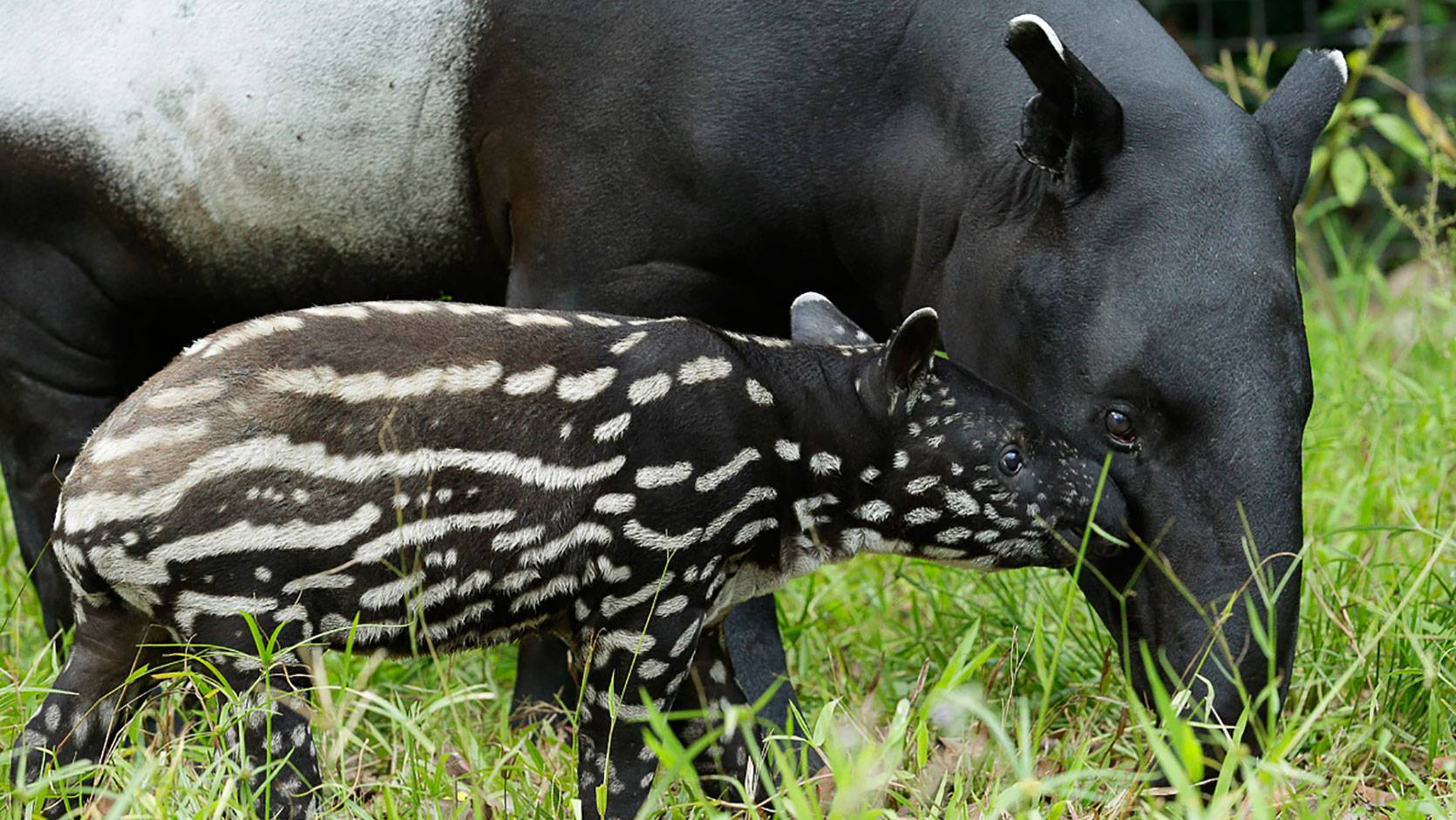 Malayan Tapir - Singapore Zoo