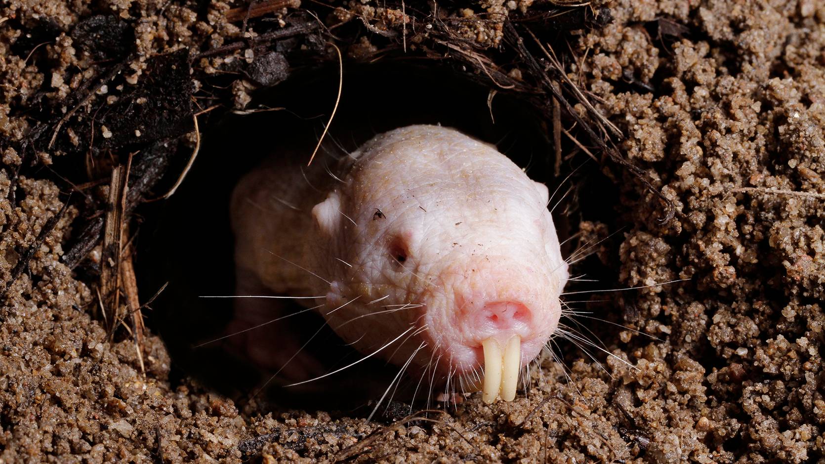 Naked Mole Rat - Singapore Zoo
