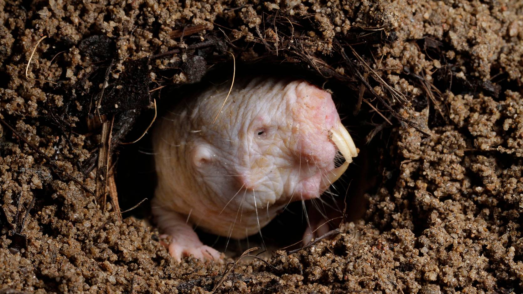 Naked Mole Rat - Singapore Zoo