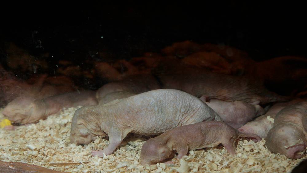 Naked Mole Rat - Singapore Zoo