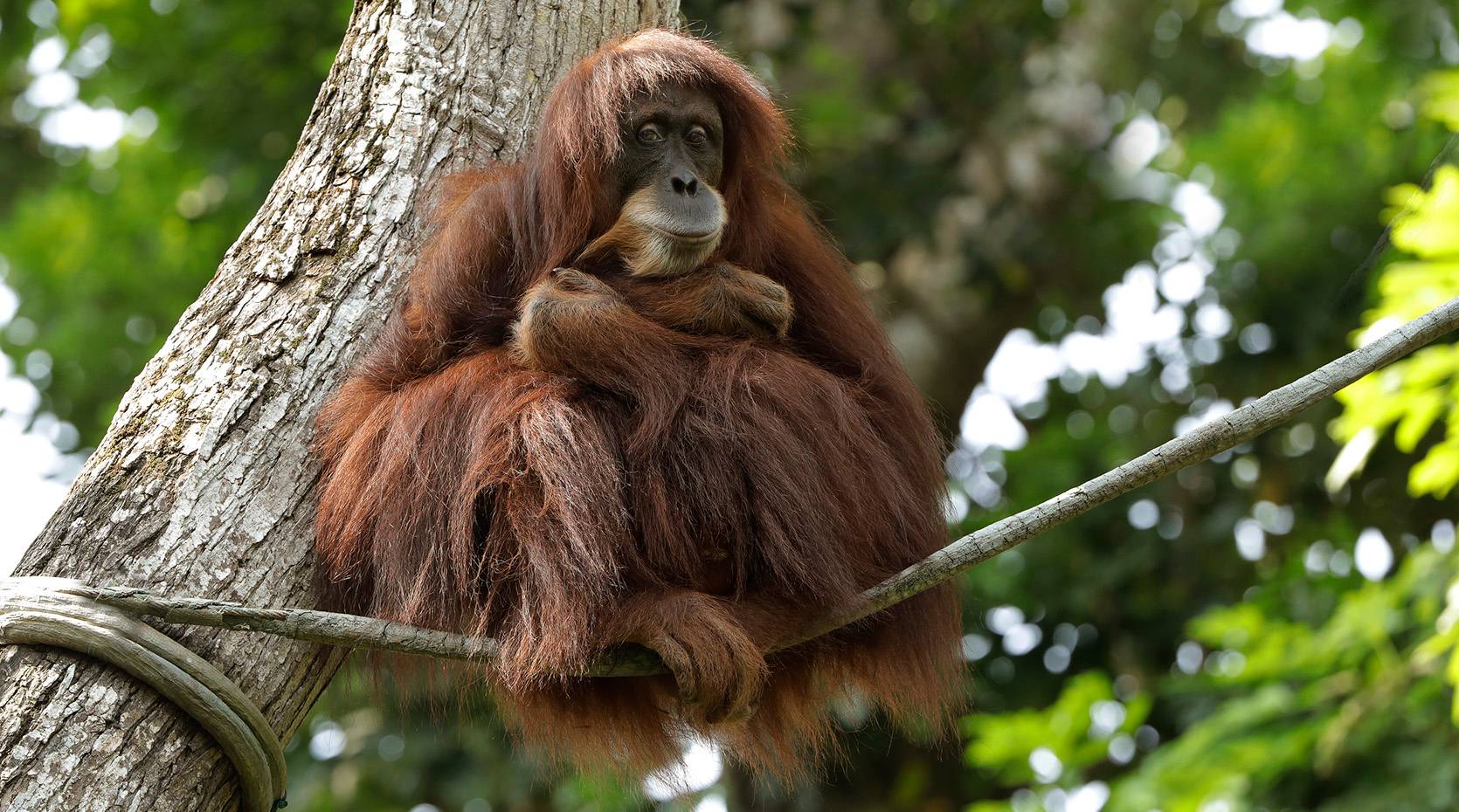 Orangutan - Singapore Zoo