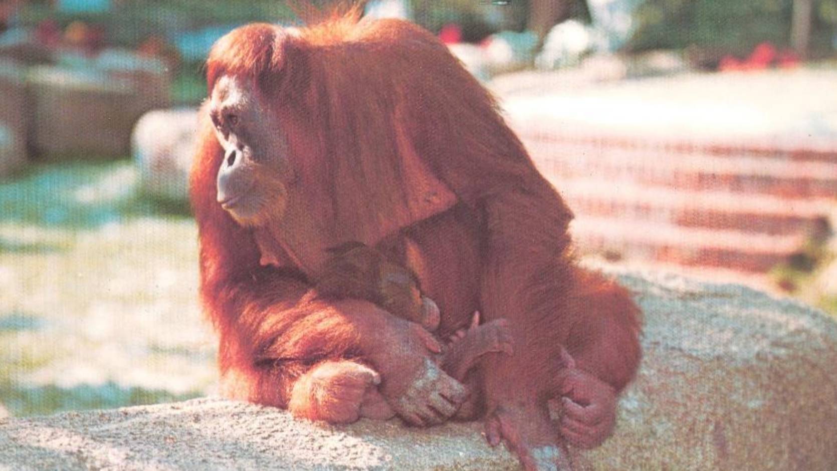 Orangutan - Singapore Zoo