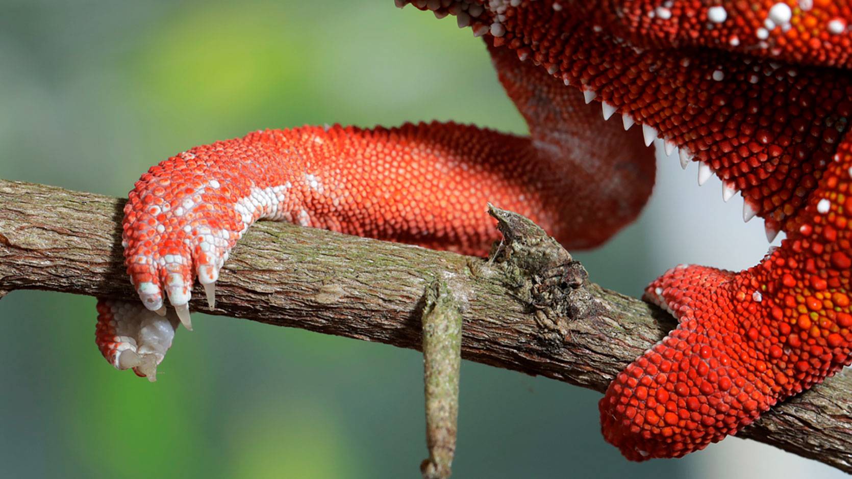 Panther Chameleon - Singapore Zoo
