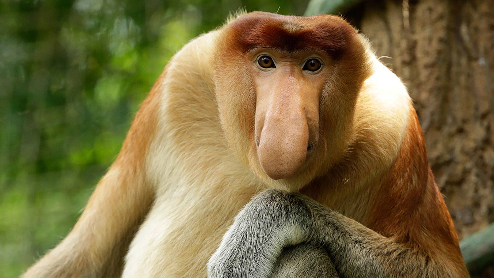 Proboscis Monkey - Singapore Zoo