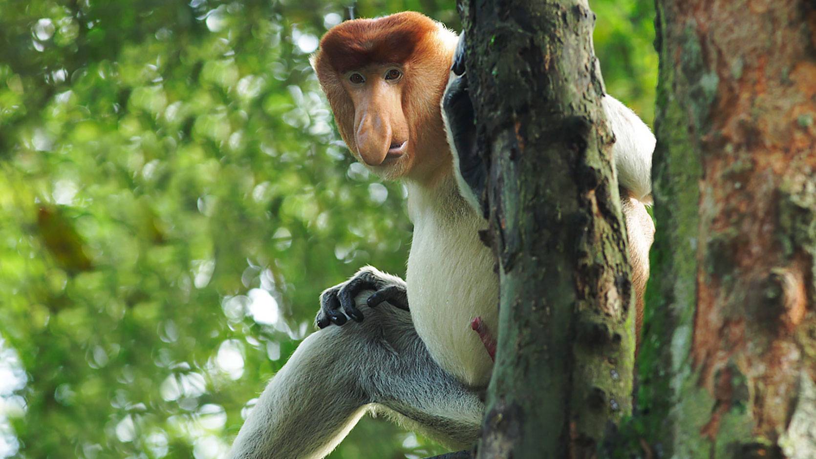 Proboscis Monkey - Singapore Zoo