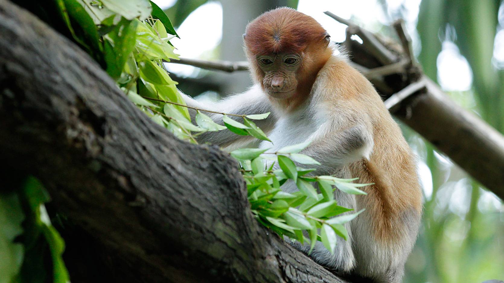Proboscis Monkey - Singapore Zoo