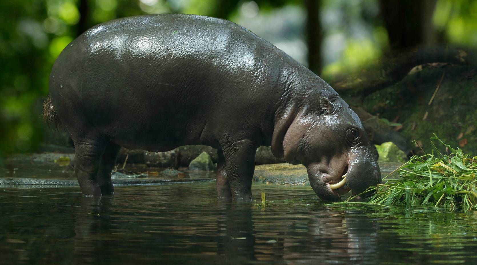 Pygmy Hippo - Singapore Zoo