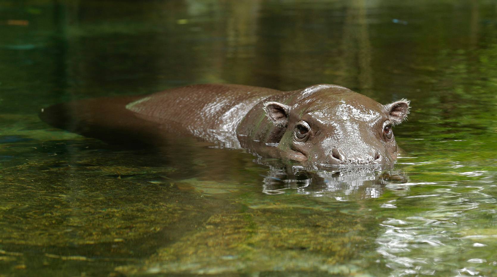 Pygmy Hippo - Singapore Zoo