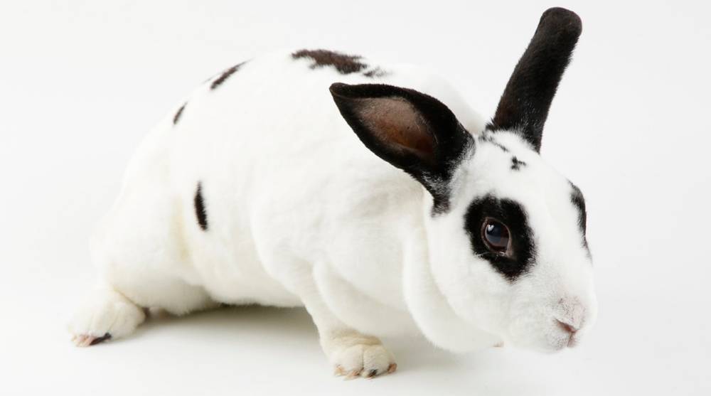 Rabbit - Singapore Zoo