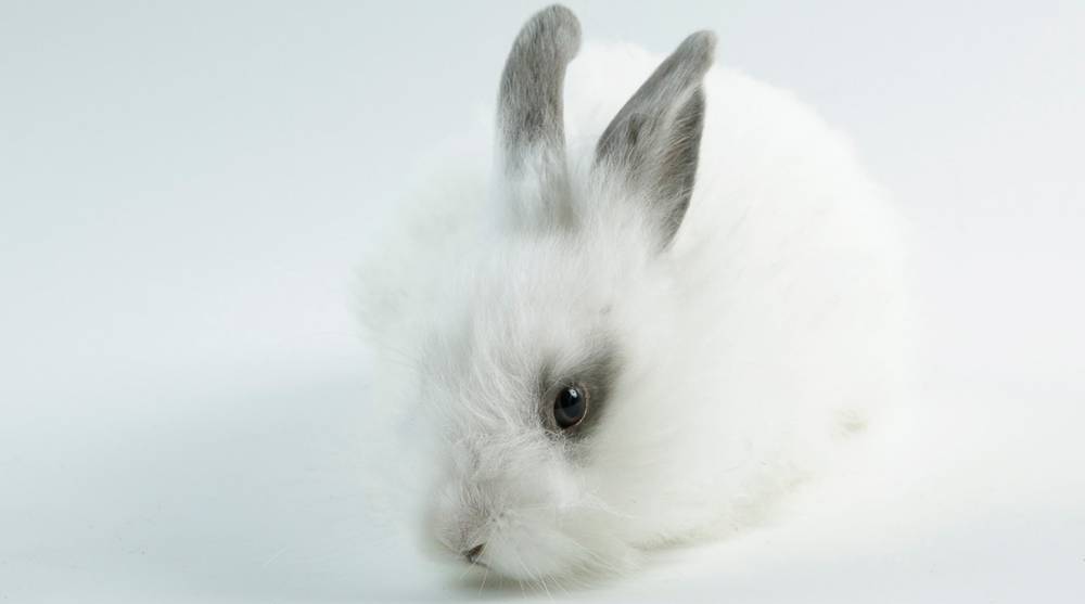 Rabbit - Singapore Zoo